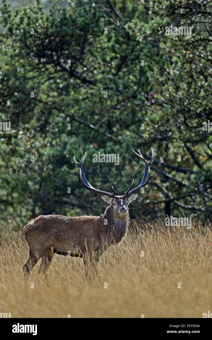 Red stag in the rut Stock Photo - Alamy