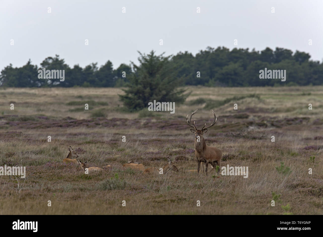 Red stag with herd in the rut Stock Photo - Alamy