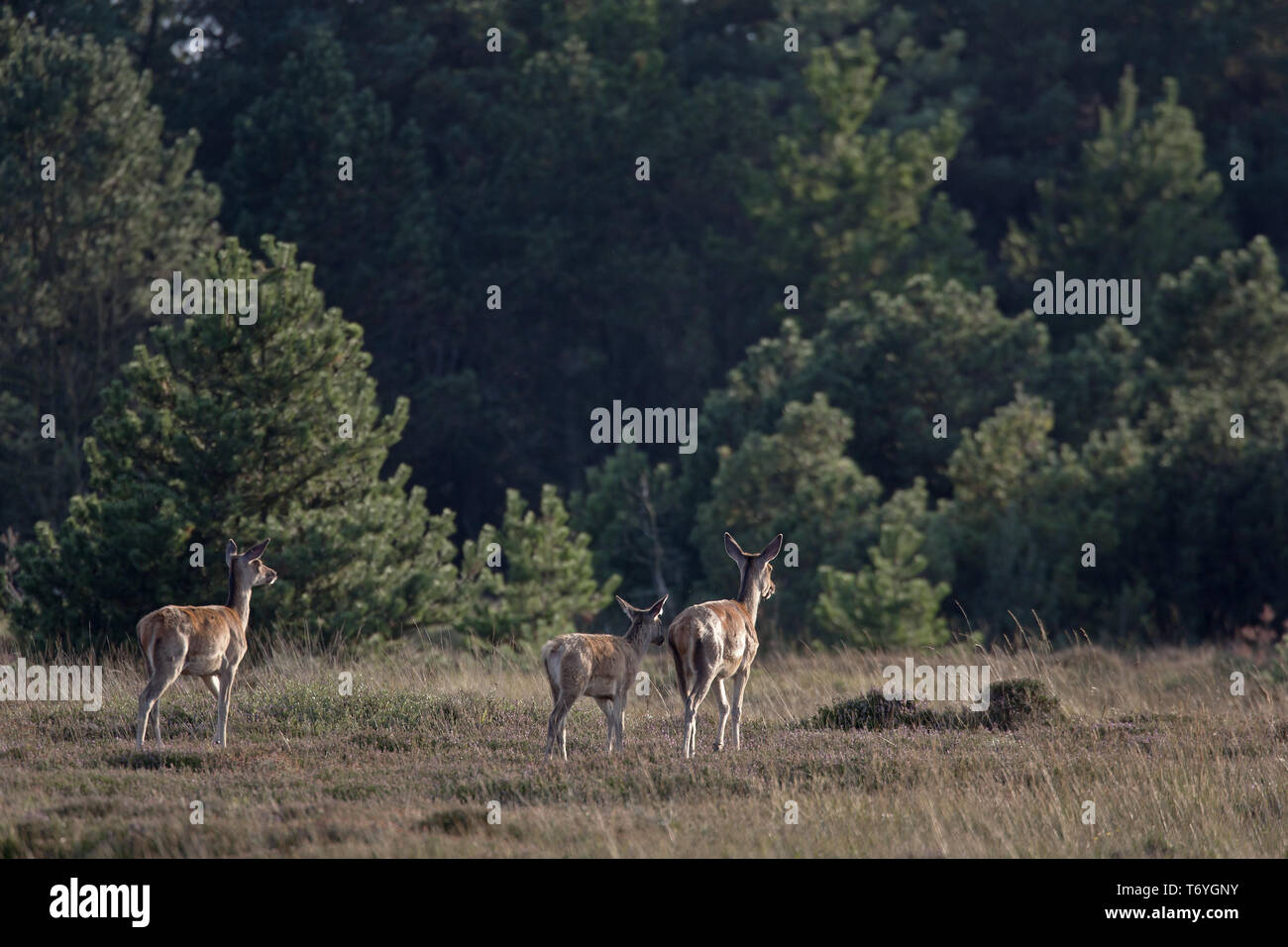 Calf heath hi-res stock photography and images - Alamy