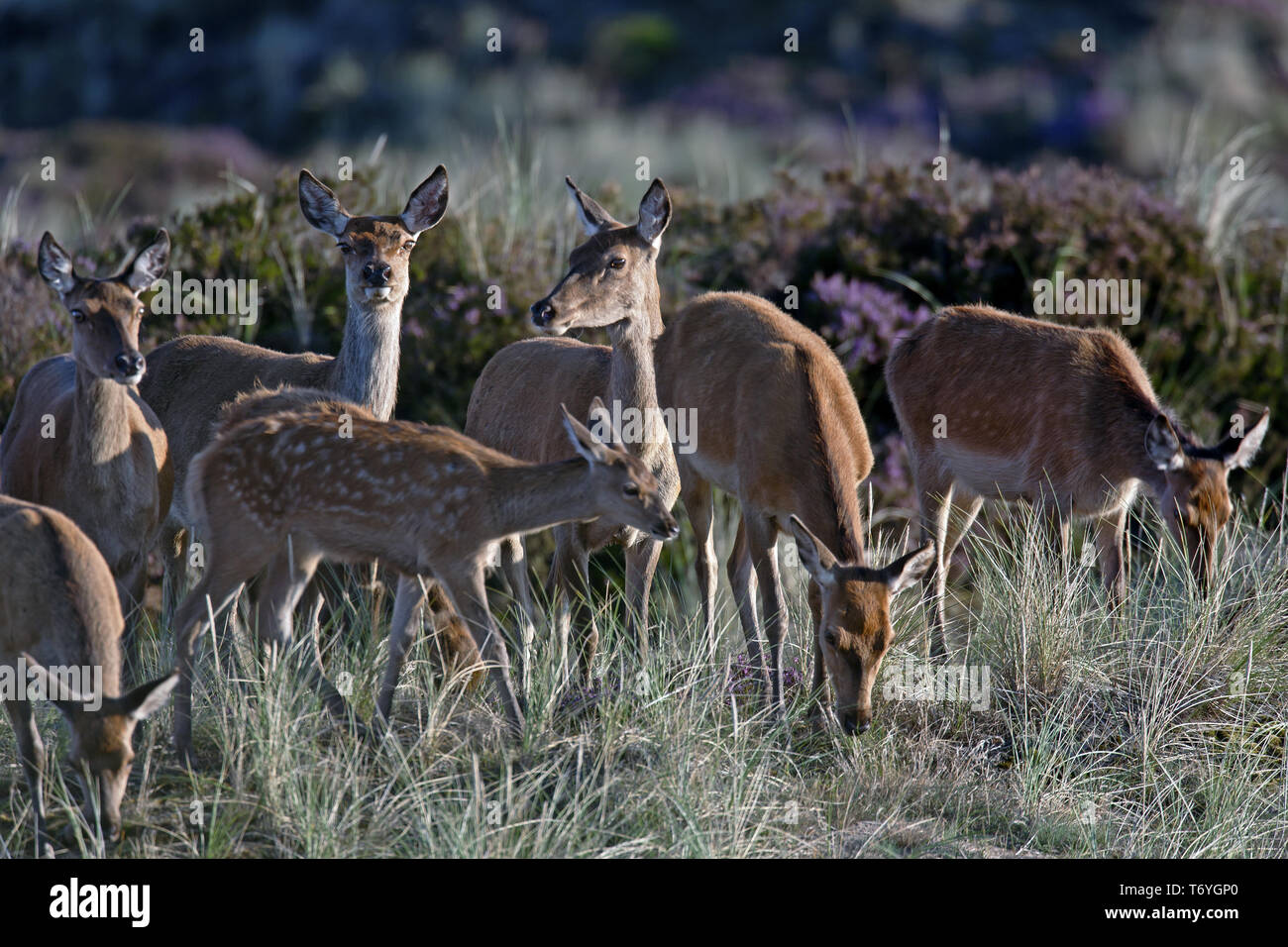 Calf heath hi-res stock photography and images - Alamy
