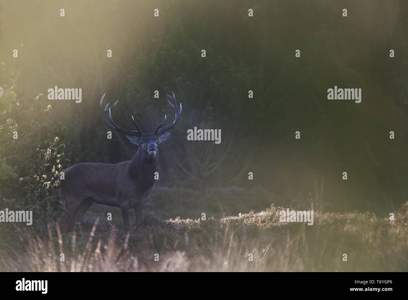Red stag roaring in morning fog Stock Photo - Alamy