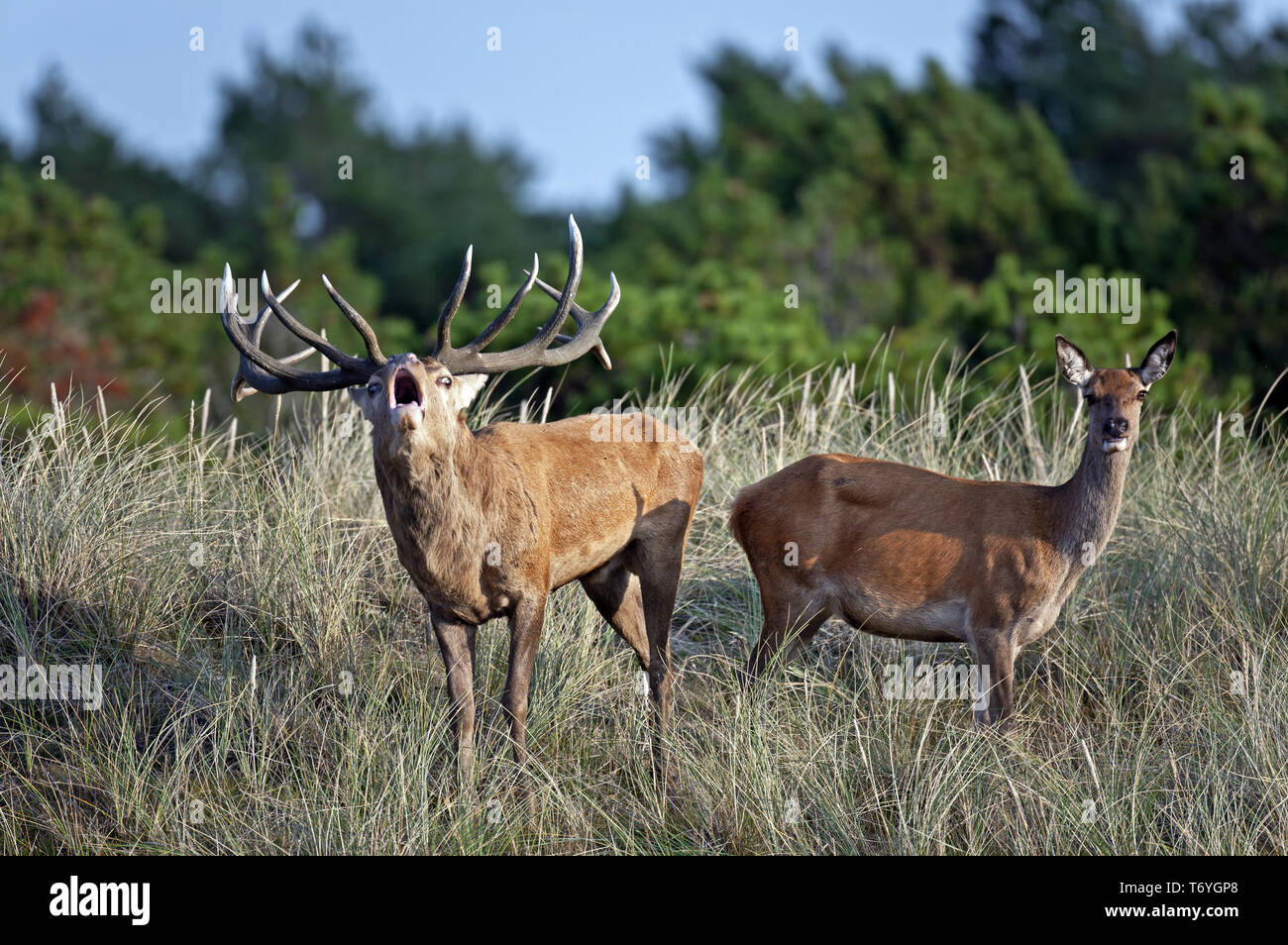 Red stag roaring with hind Stock Photo - Alamy