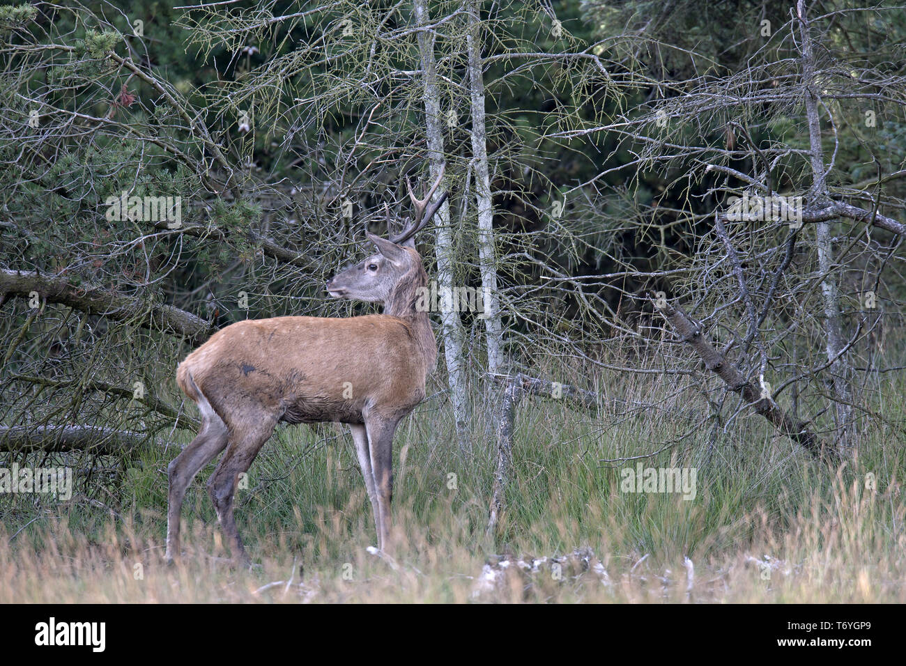 Stag in wallow hi-res stock photography and images - Alamy