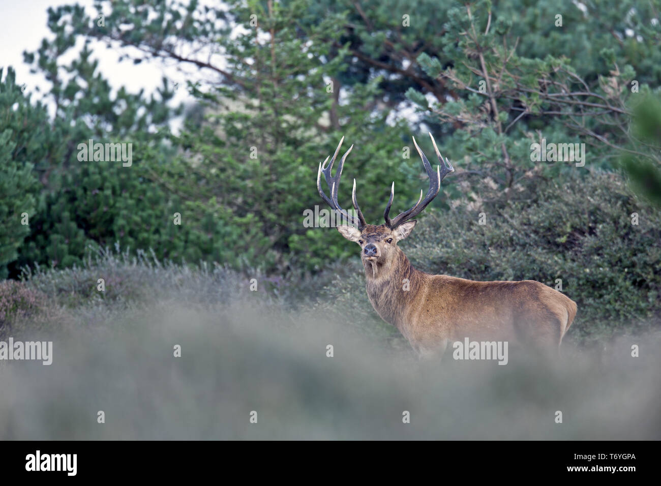 Red stag in the rut Stock Photo - Alamy