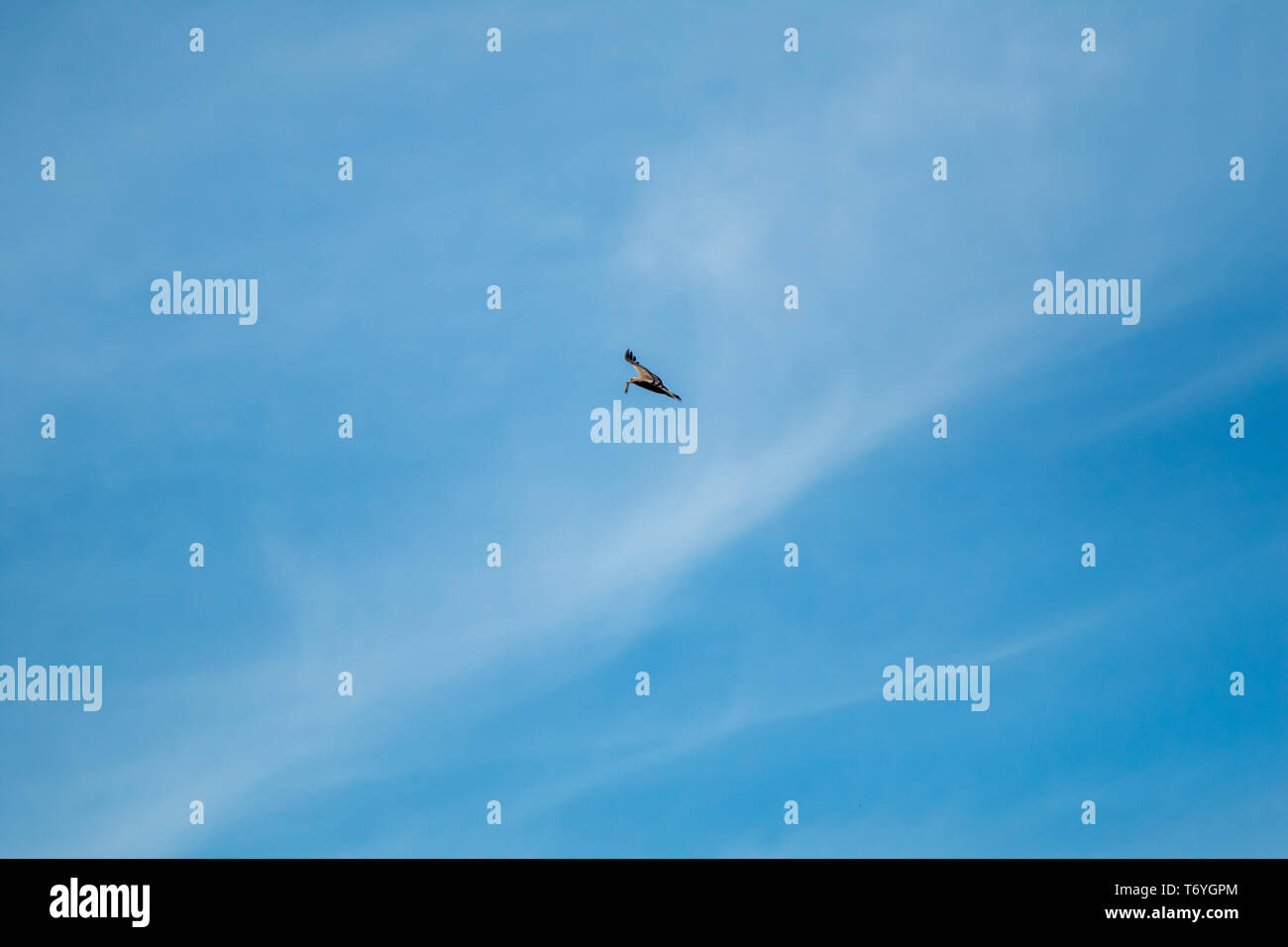 Hawk in the sky hunted the mouse Stock Photo - Alamy