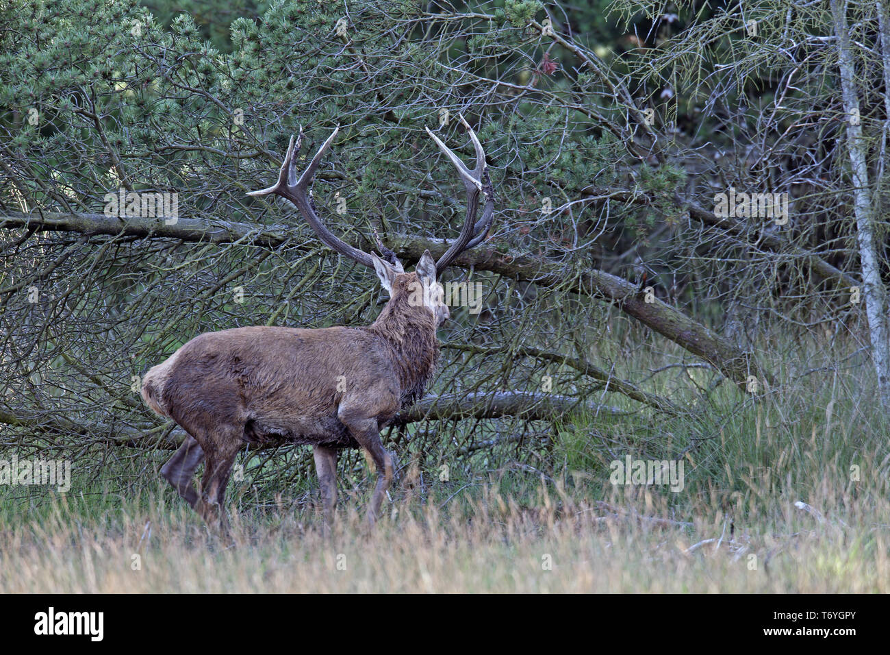 Stag in wallow hi-res stock photography and images - Alamy