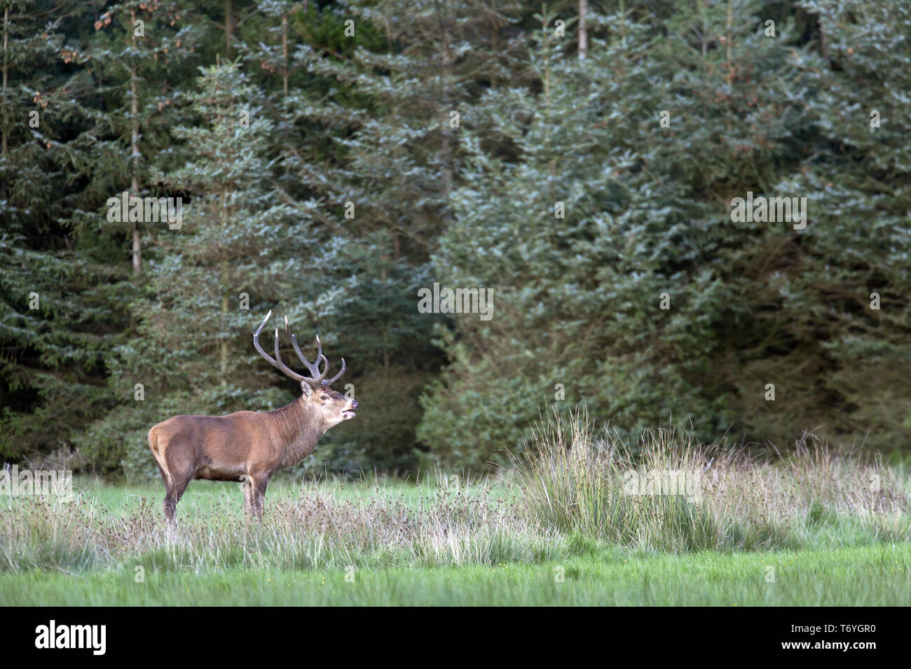 Roaring stag with hi-res stock photography and images - Alamy
