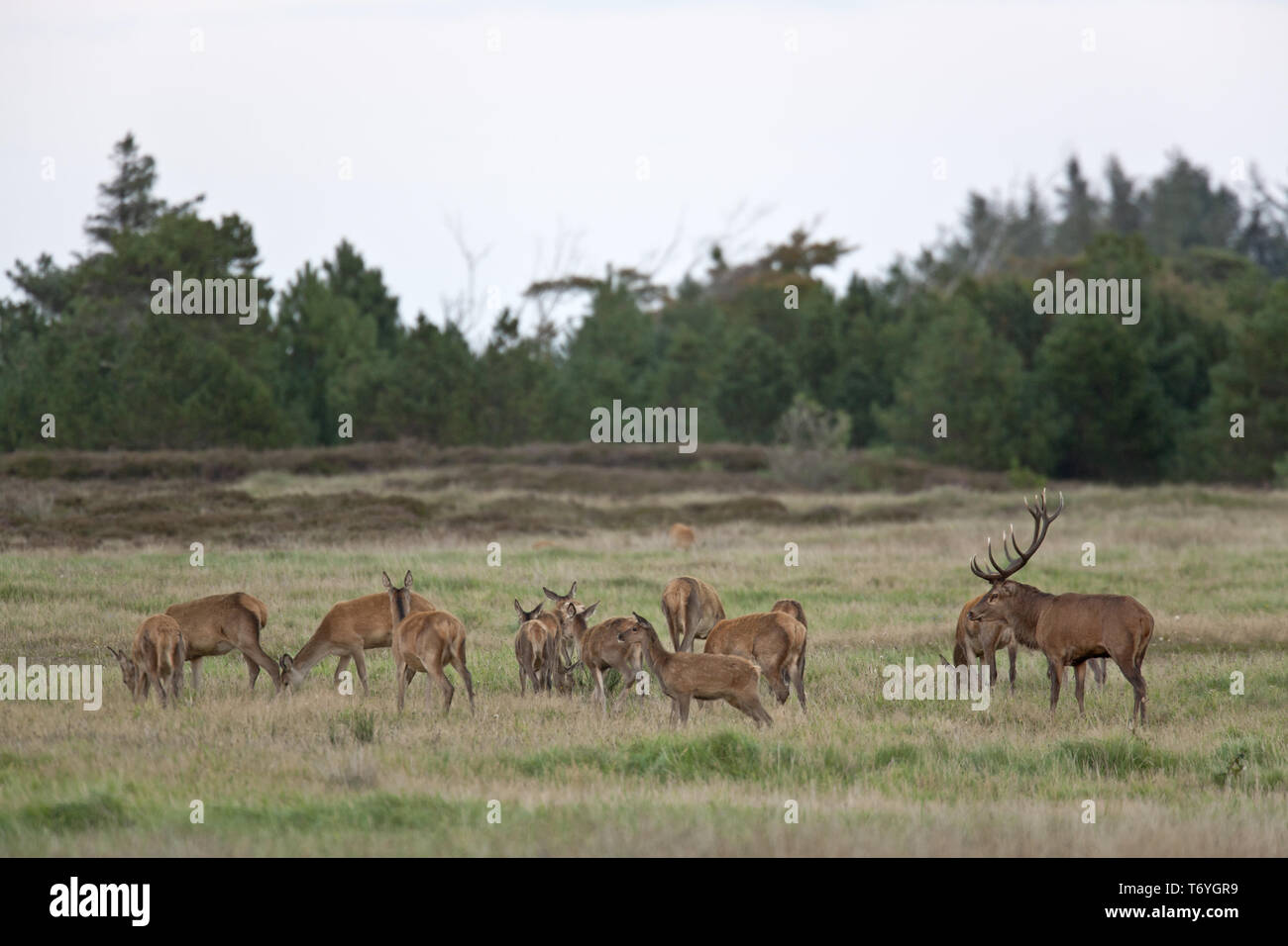 Red stag with herd in the rut Stock Photo - Alamy