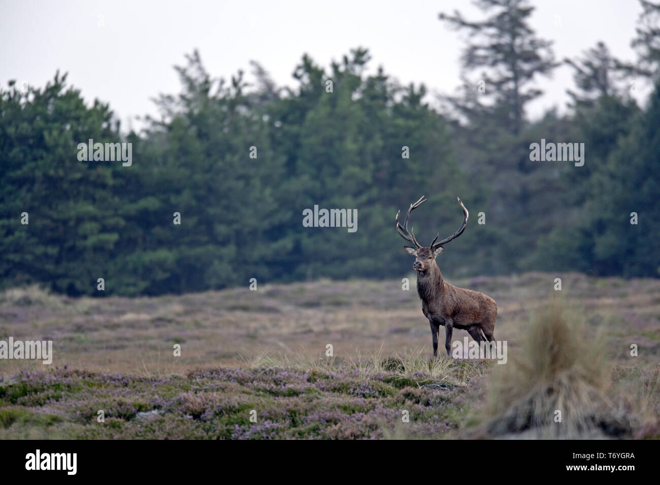 Red stag in the rut Stock Photo - Alamy
