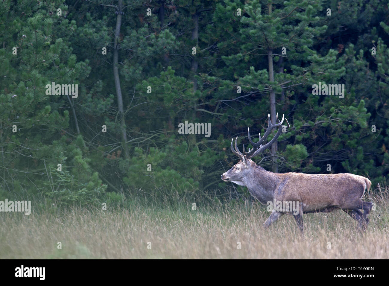 Red stag in the rut Stock Photo - Alamy