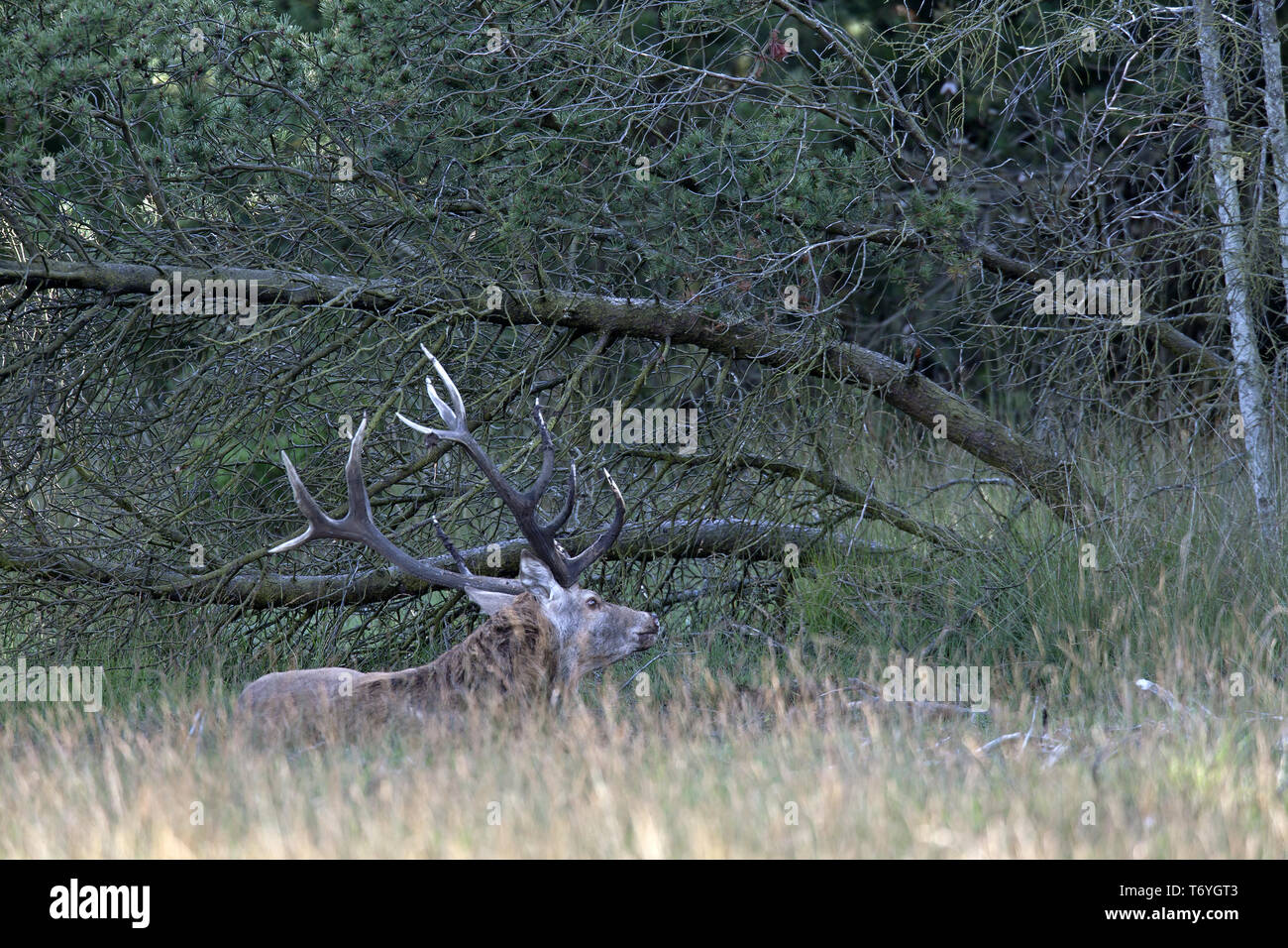Stag in wallow hi-res stock photography and images - Alamy
