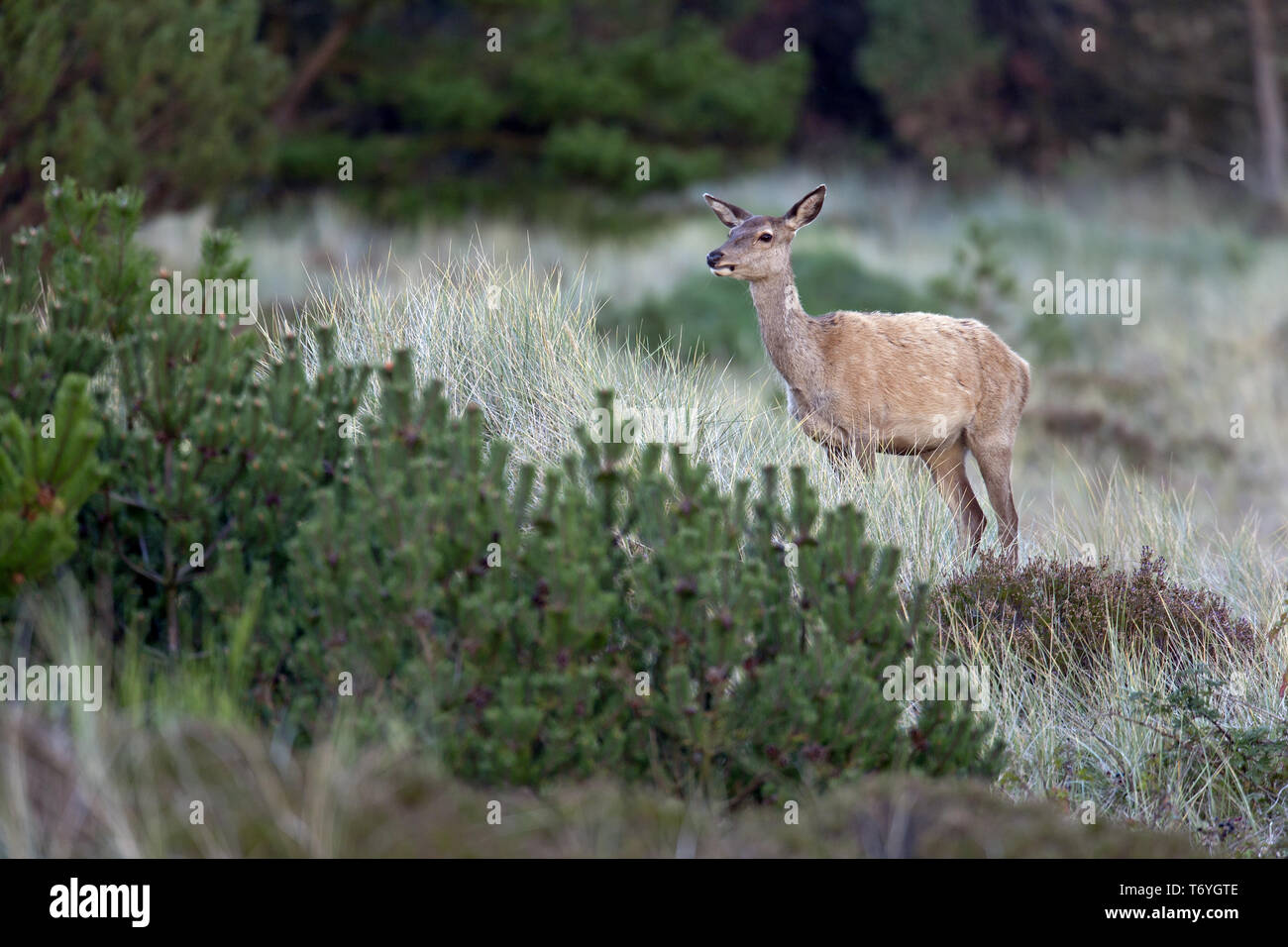 Red Deer hind Stock Photo - Alamy