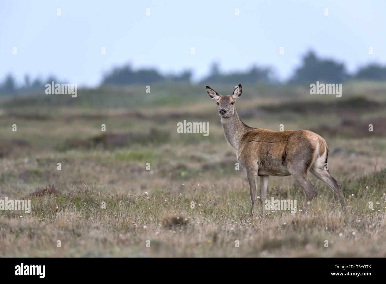 Red deer hind hi-res stock photography and images - Alamy