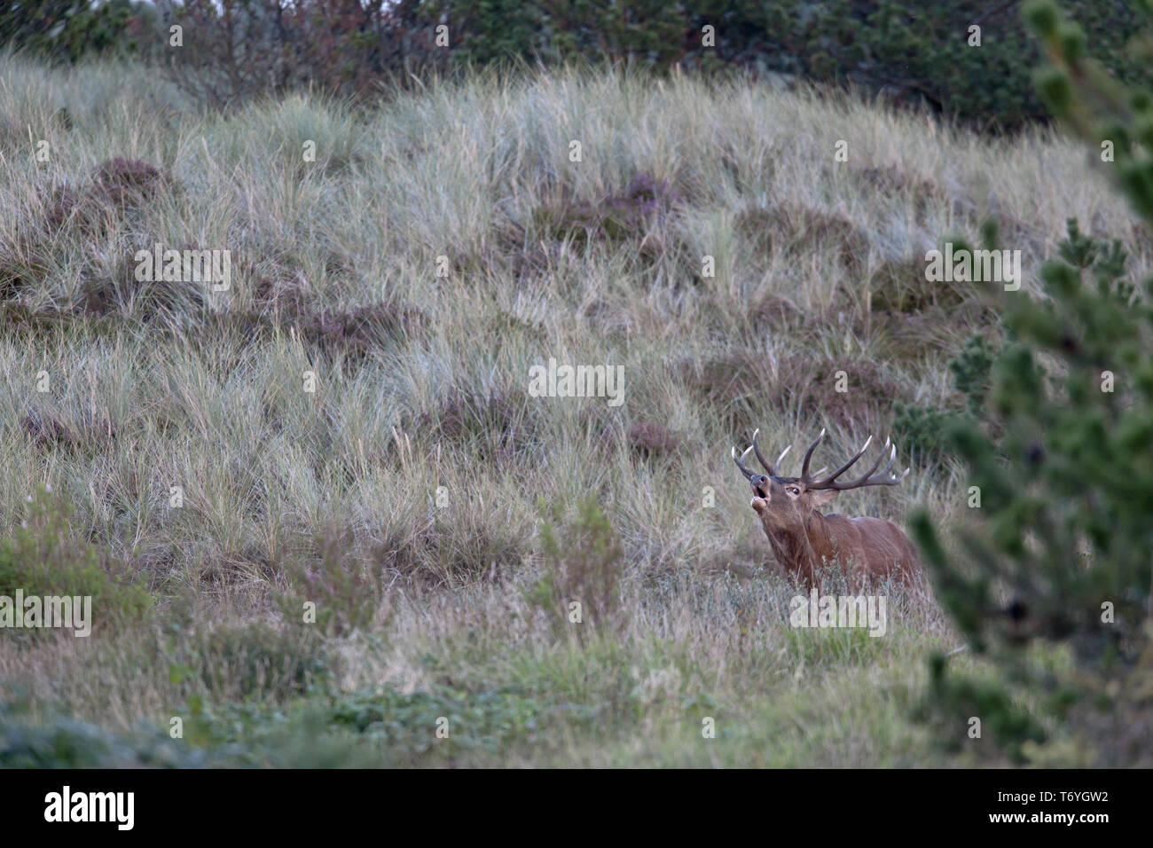 Roaring stag with hi-res stock photography and images - Alamy