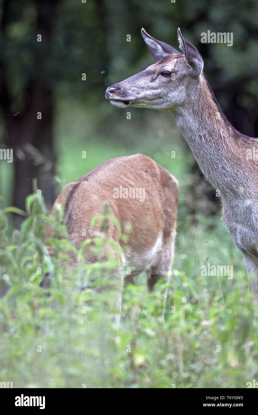 Red deer hinds hi-res stock photography and images - Alamy