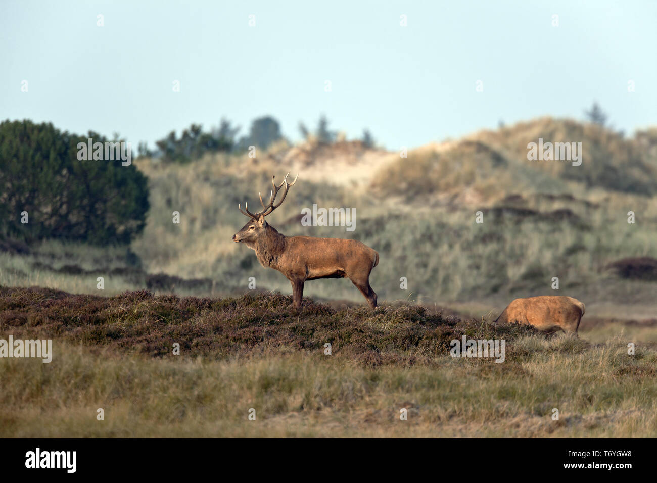 Red Deer stag and hind in the dunes Stock Photo - Alamy