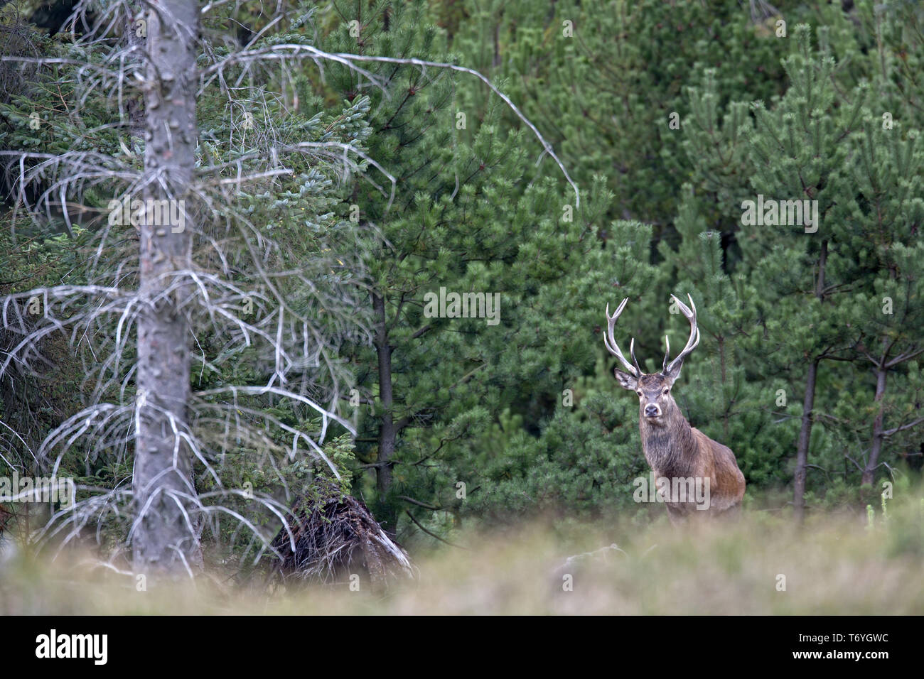 Red stag in the rut Stock Photo - Alamy