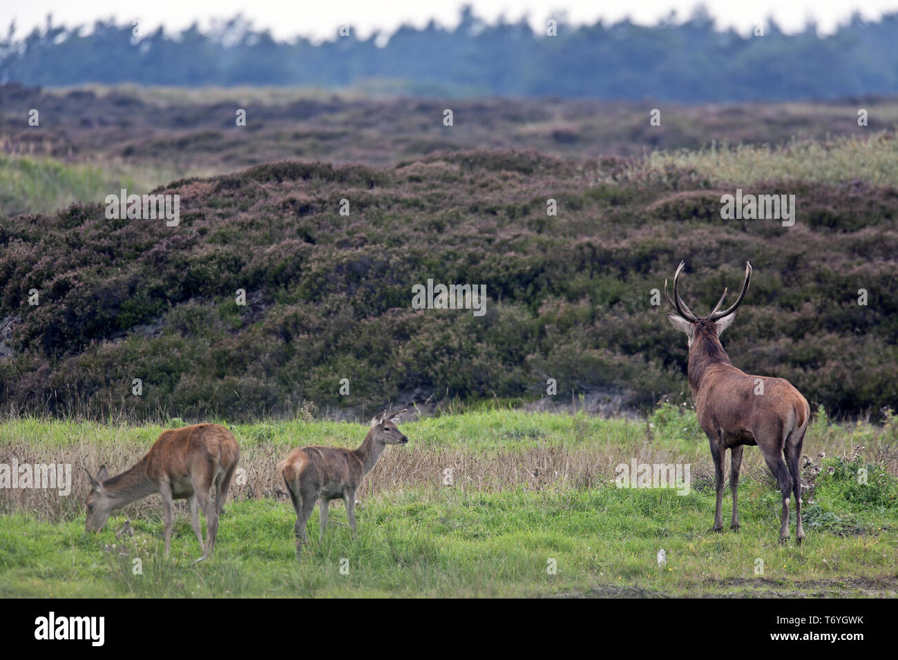 Red Deer stag, hind and calf Stock Photo - Alamy