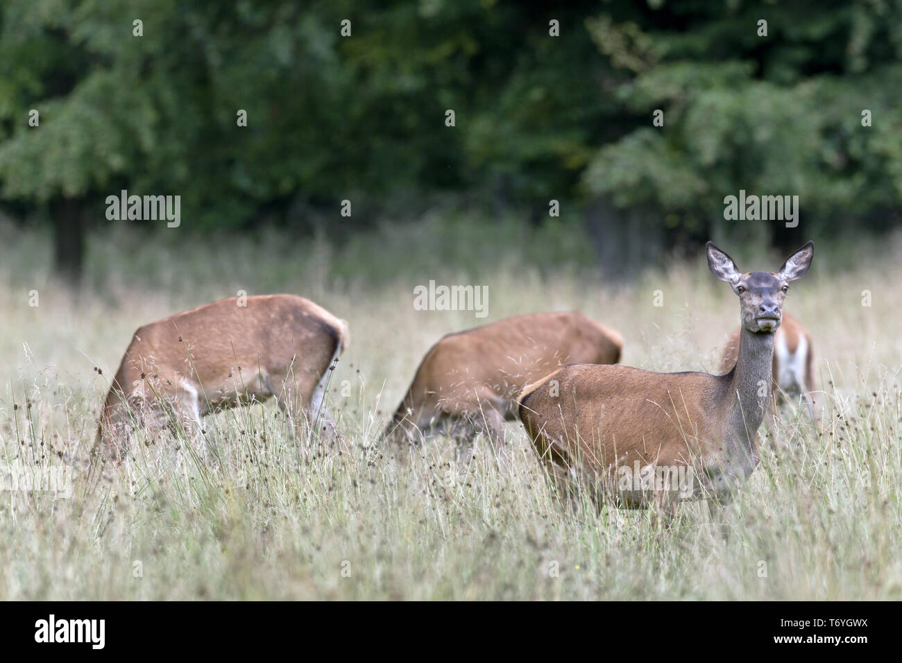Red deer hinds hi-res stock photography and images - Alamy