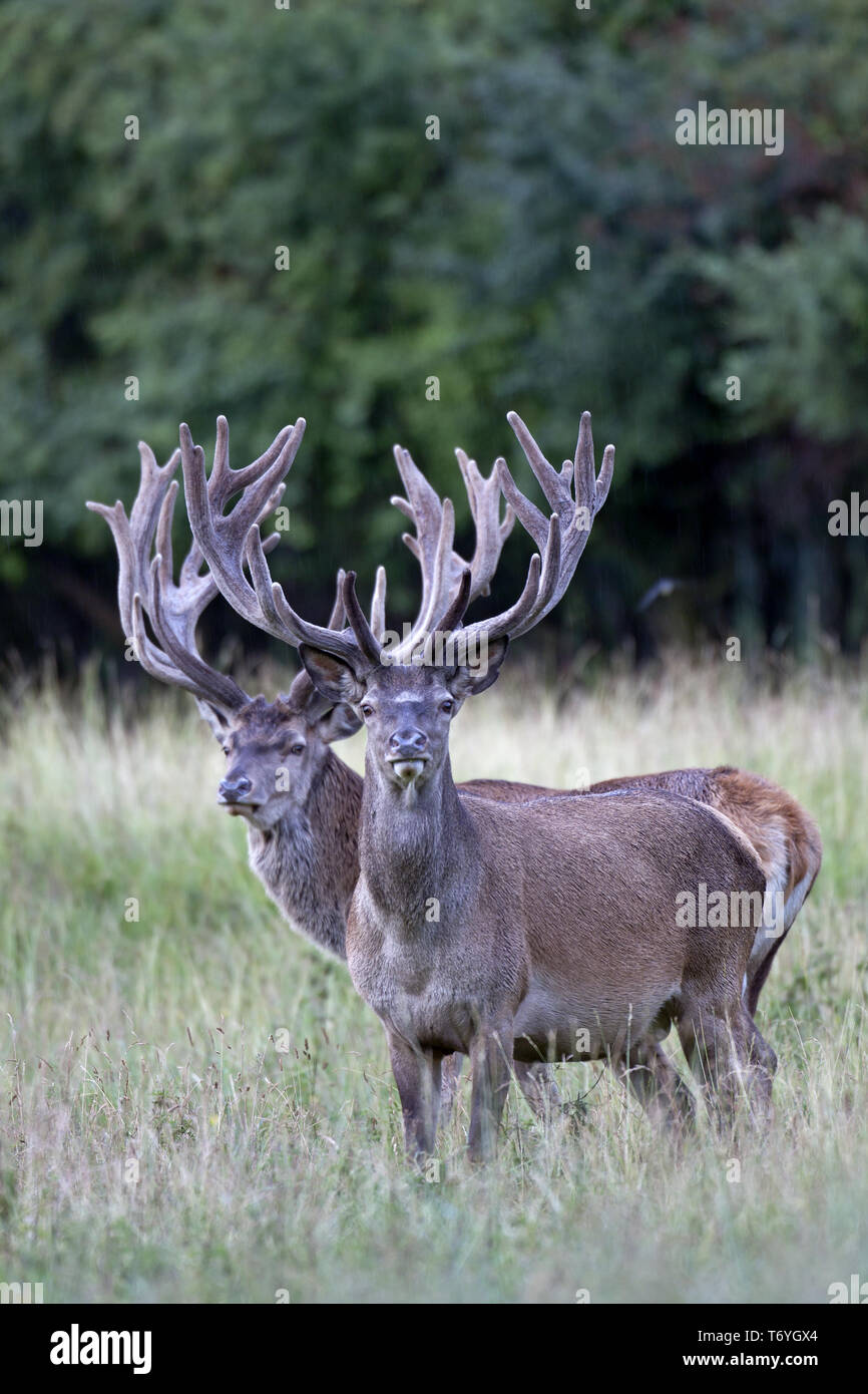 Red stags hi-res stock photography and images - Alamy
