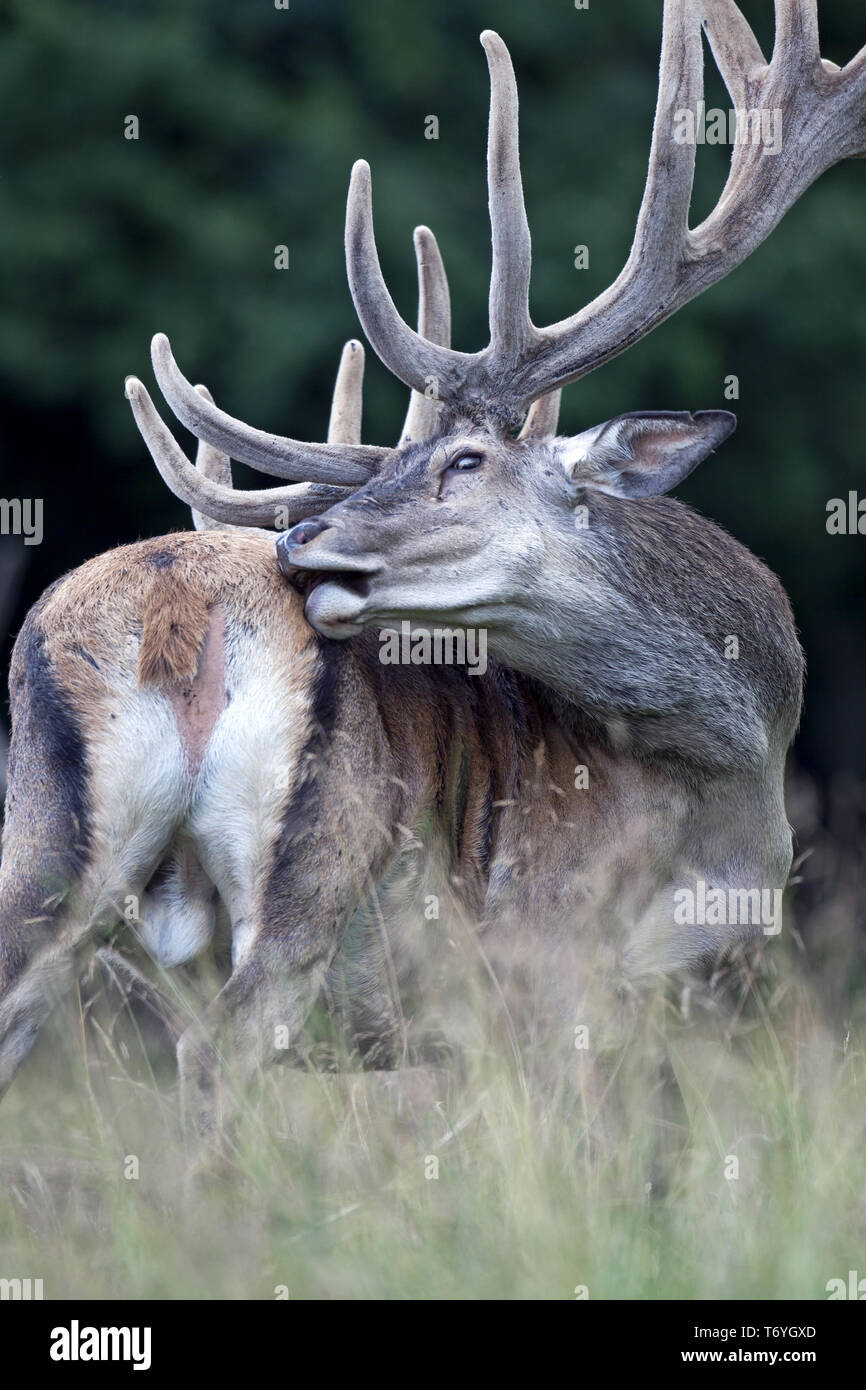 Red stag with velvet-covered antlers Stock Photo - Alamy