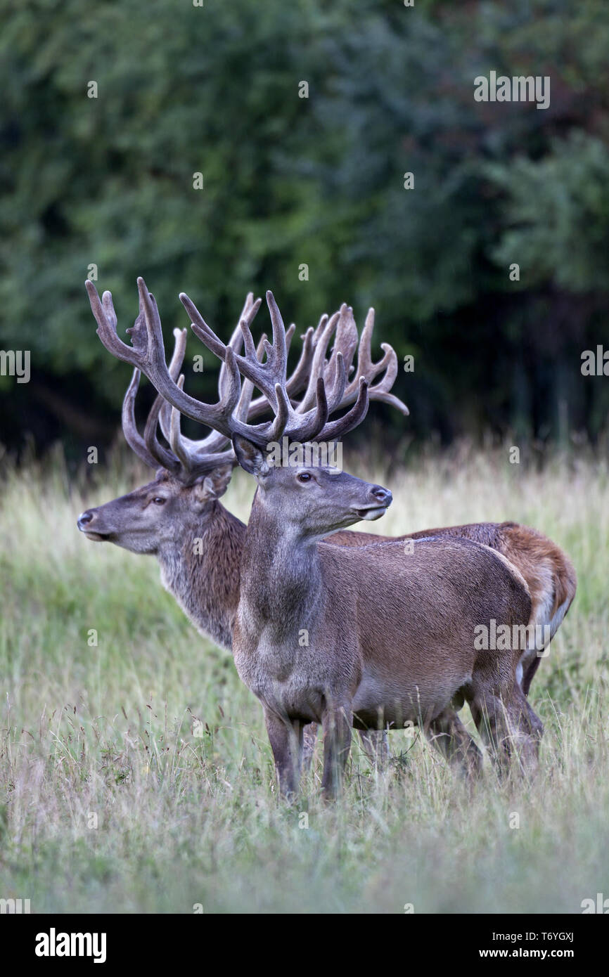 Stags antlers hi-res stock photography and images - Alamy