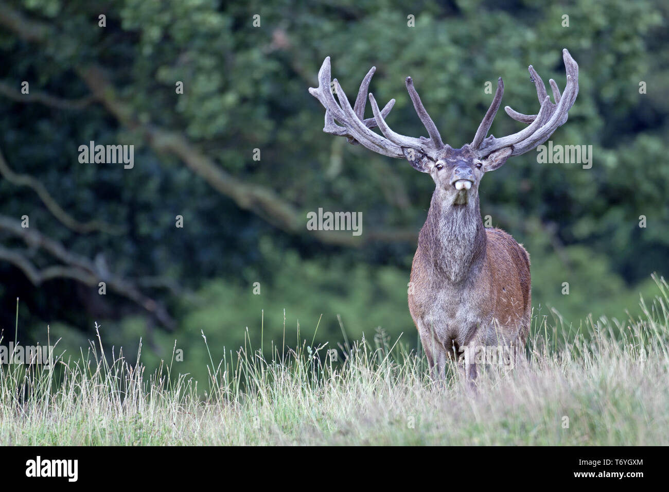 Red stag with velvet-covered antlers Stock Photo - Alamy
