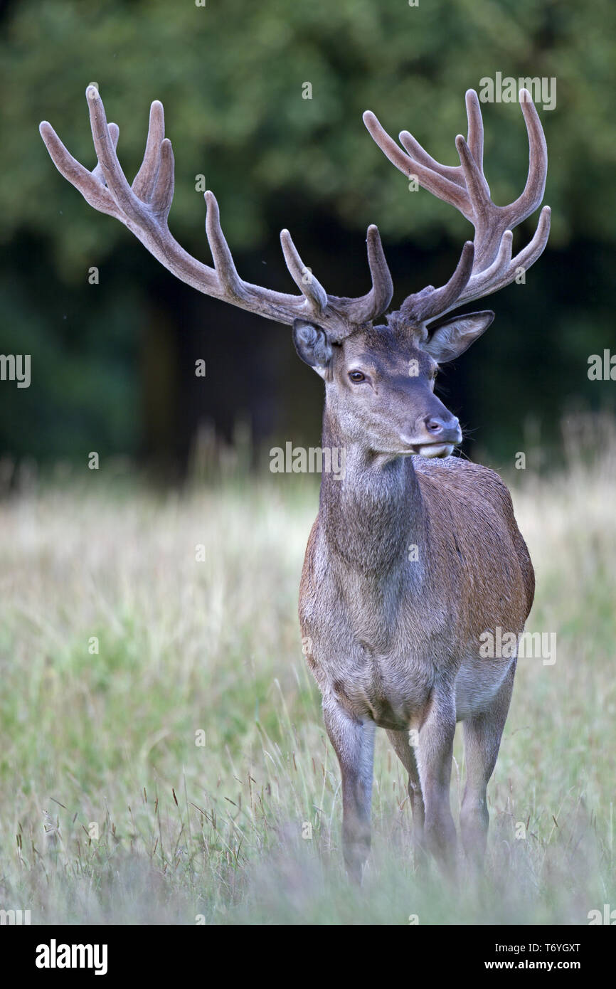 Red stag with velvet-covered antlers Stock Photo - Alamy