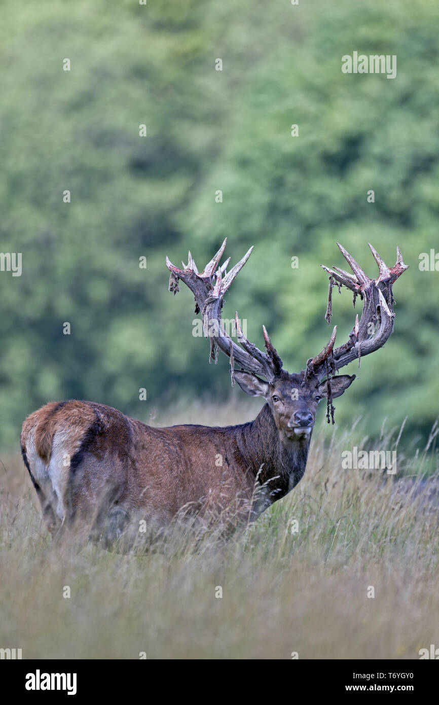 Red stag with shreds of velvet on the antlers Stock Photo - Alamy