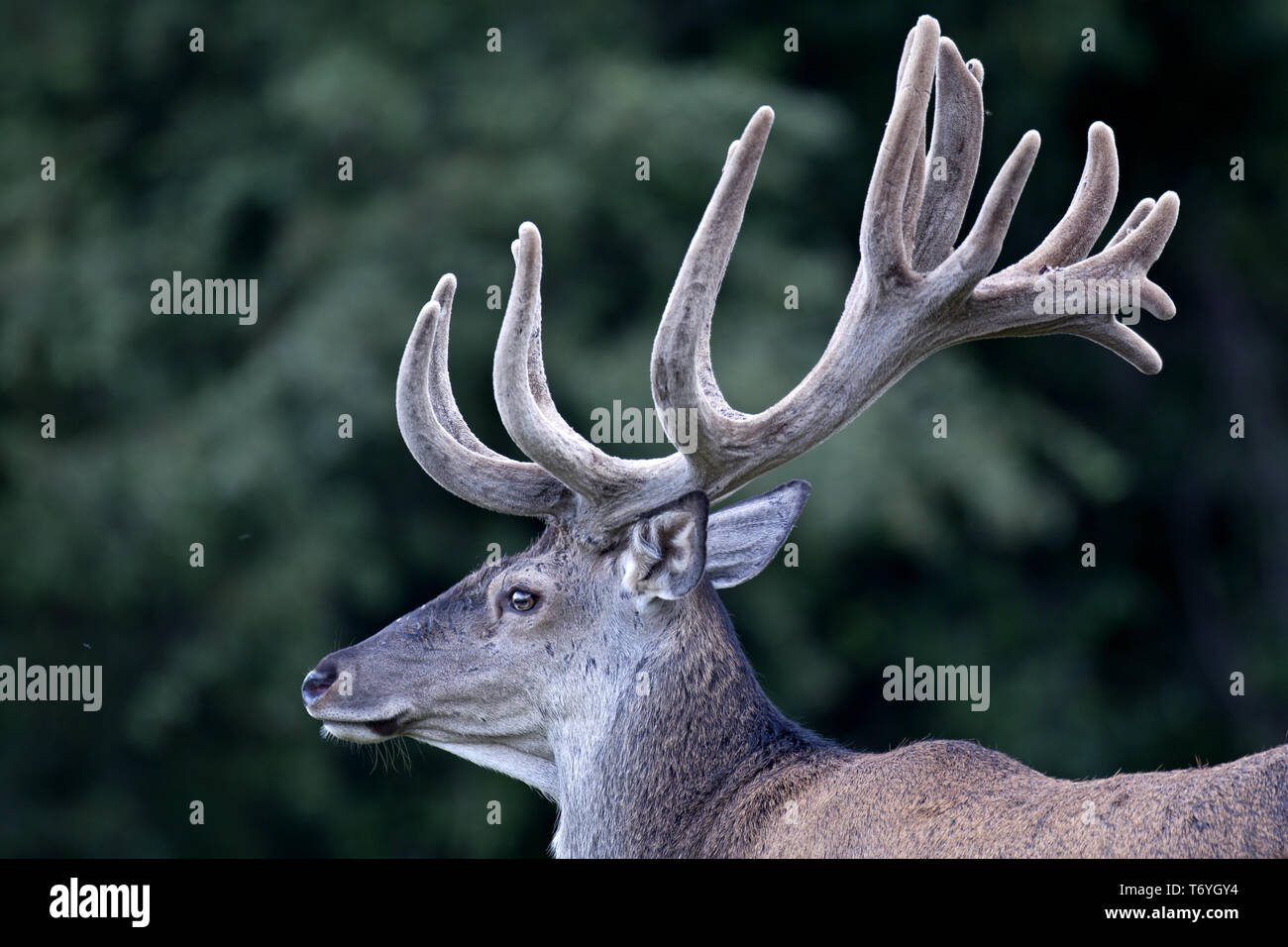 Stag portrait hi-res stock photography and images - Alamy