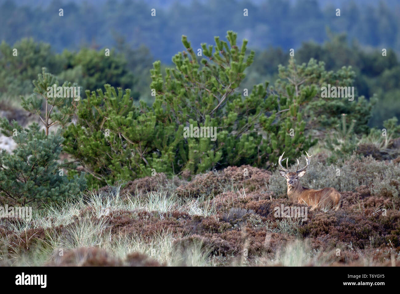 Red heath hi-res stock photography and images - Alamy