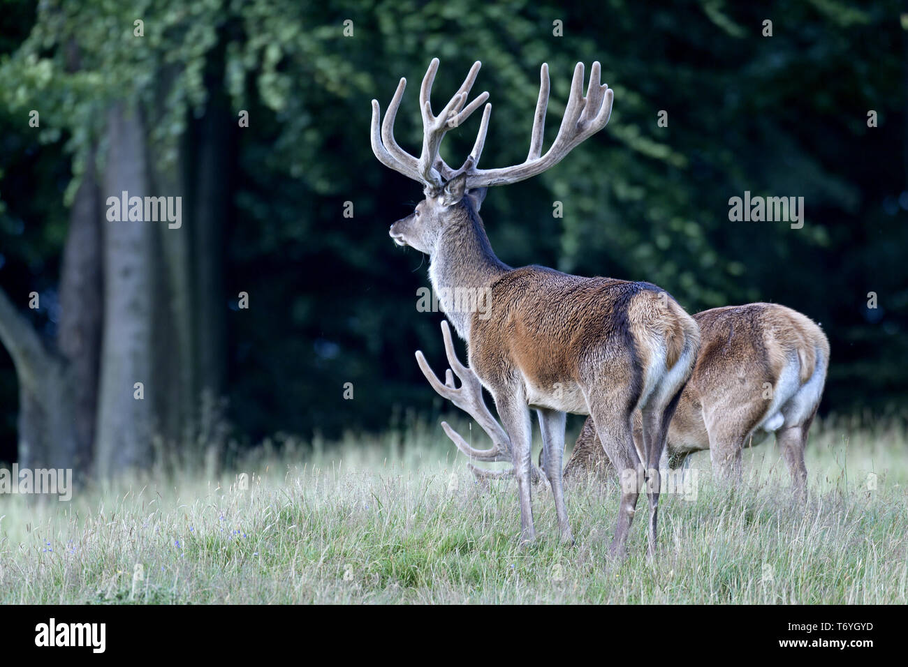 Red deer buck velvet hi-res stock photography and images - Alamy