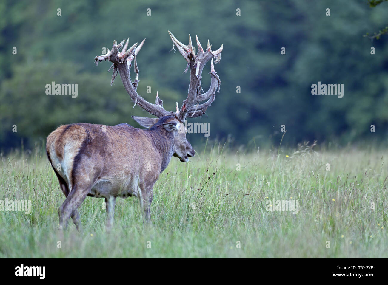 Red stag with shreds of velvet on the antlers Stock Photo - Alamy