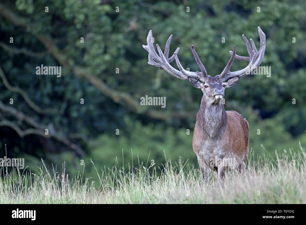 Red stag with velvet-covered antlers Stock Photo - Alamy