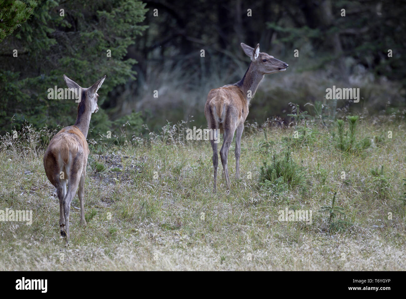 Red deer hinds hi-res stock photography and images - Alamy