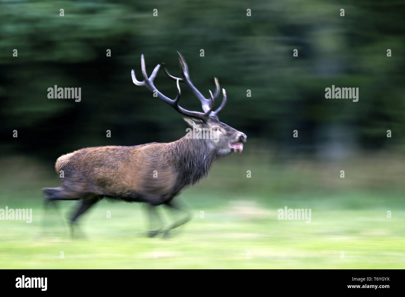 Red stag motion Stock Photo - Alamy