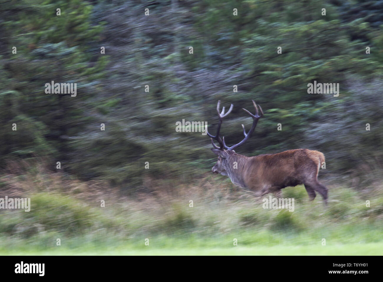 Red stag in the rut Stock Photo - Alamy