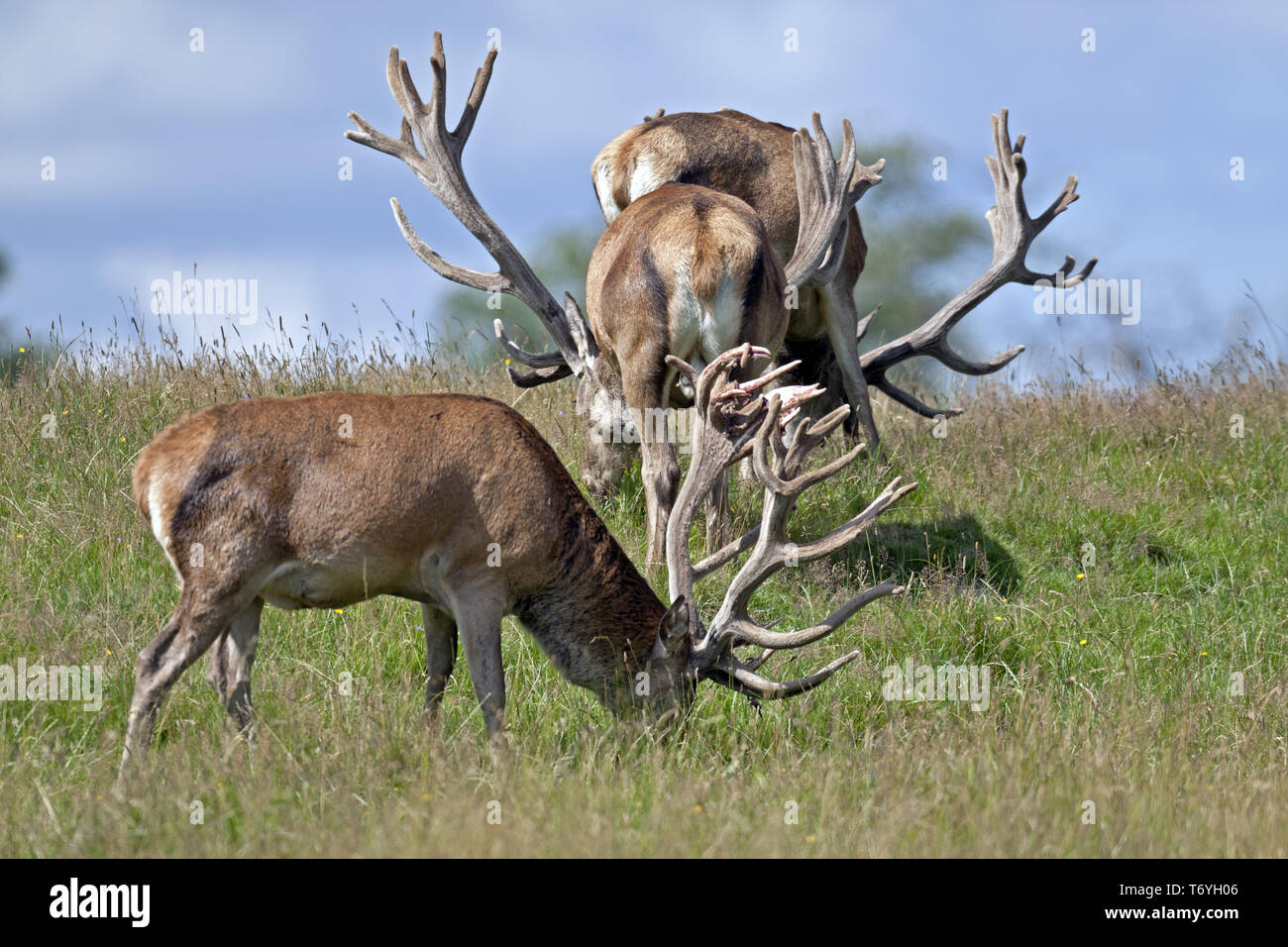 Red stags with velvet-covered antlers Stock Photo - Alamy
