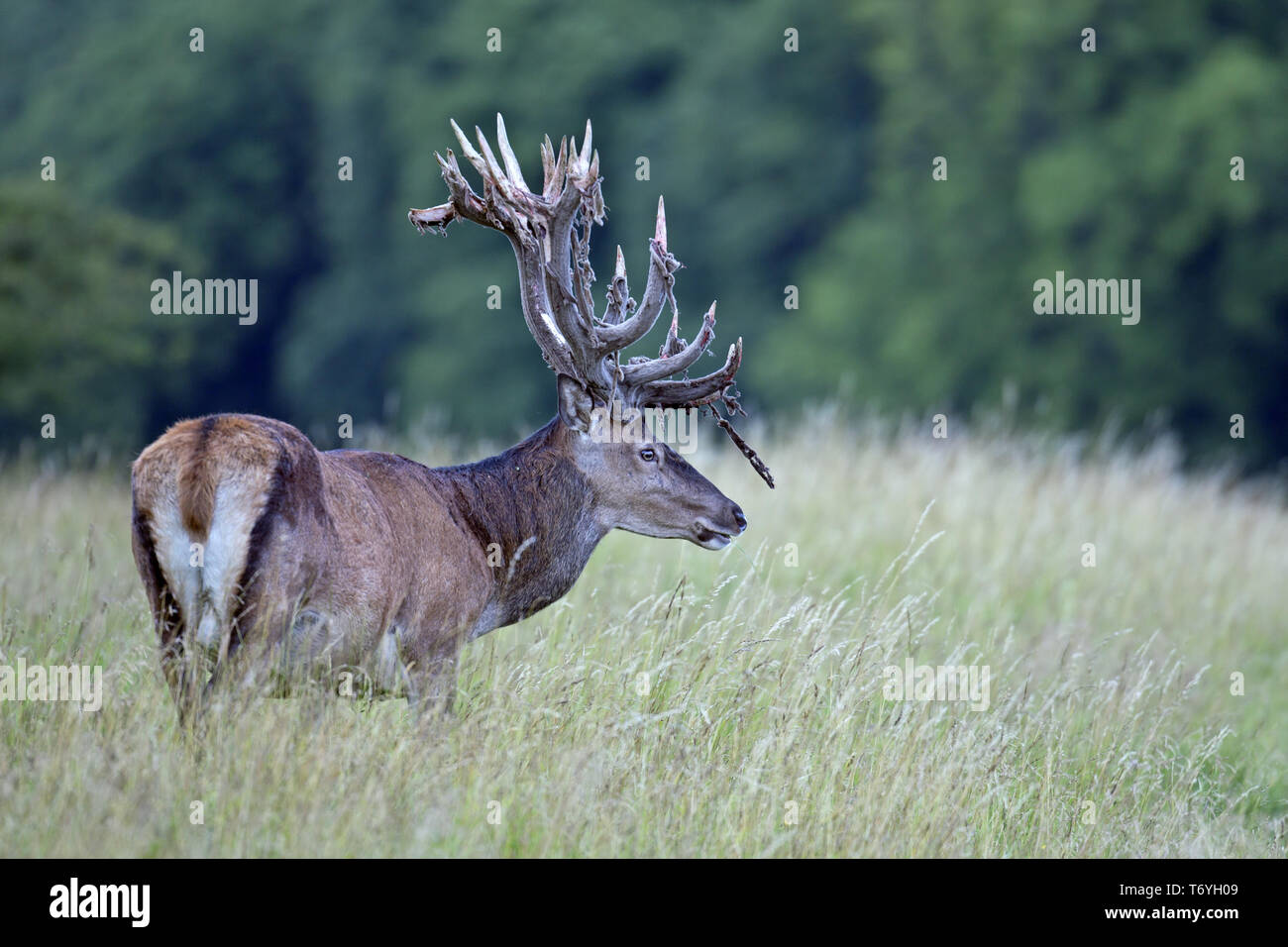 Red stag with shreds of velvet on the antlers Stock Photo - Alamy