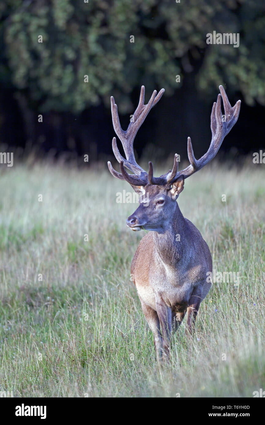 Velvet panel hi-res stock photography and images - Alamy