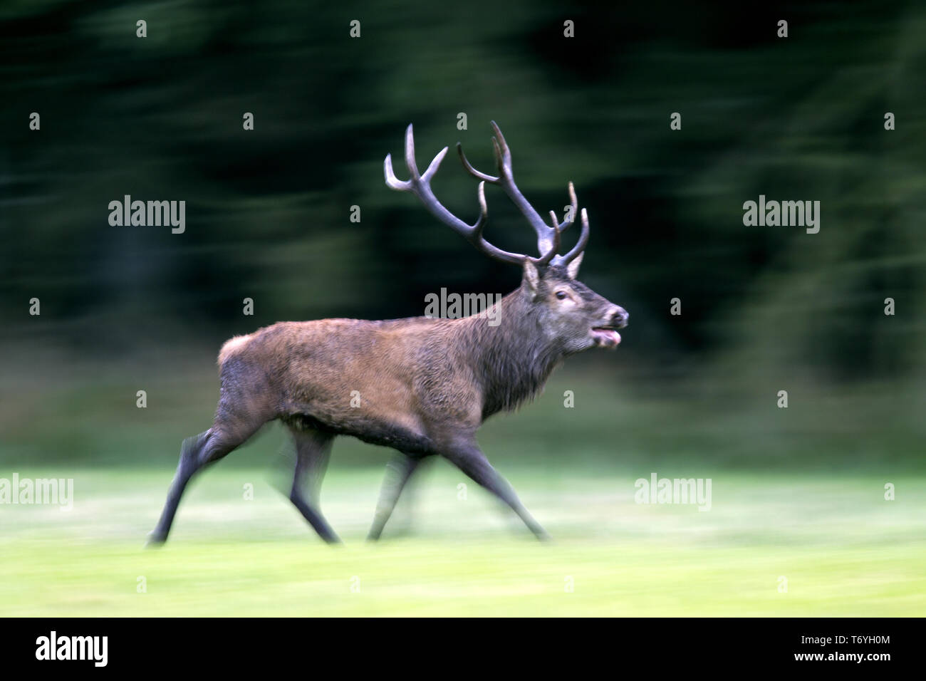 Red stag motion Stock Photo - Alamy