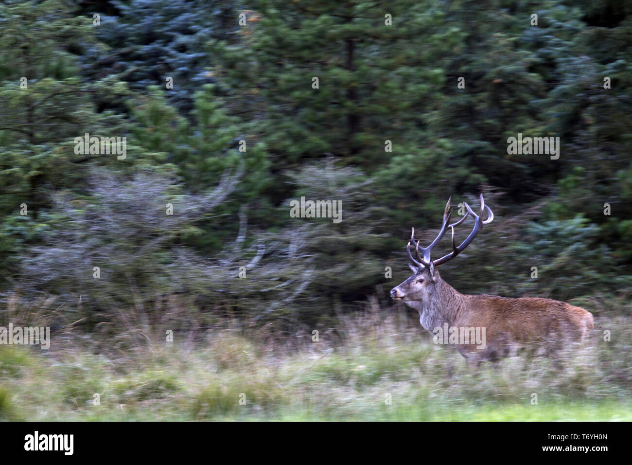 Red stag in the rut Stock Photo - Alamy
