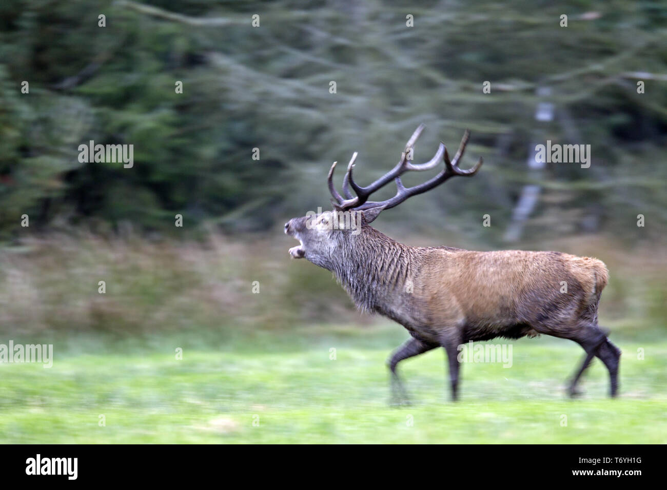 Red stag roaring Stock Photo - Alamy