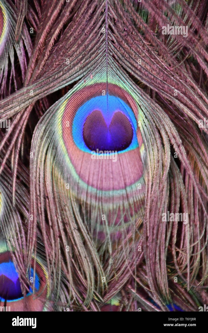 Color-full Peacock feathers seen up close Stock Photo - Alamy