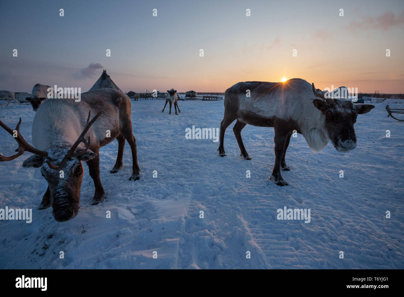 Russia, Yamal-Nenets Autonomous Region, Yamal peninsula, Nenets ...