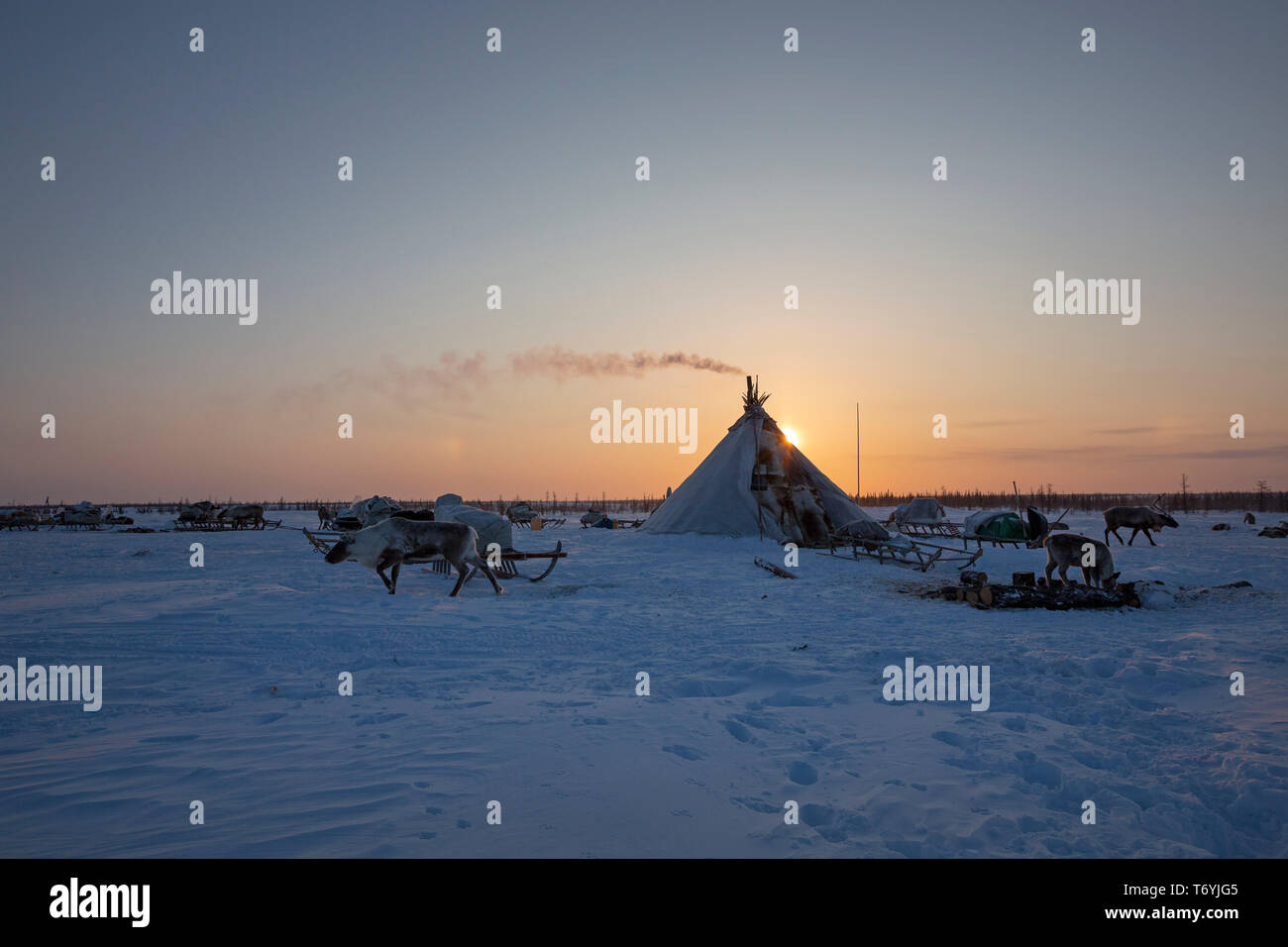 Russia, Yamal-Nenets Autonomous Region, Yamal peninsula, Nenets ...