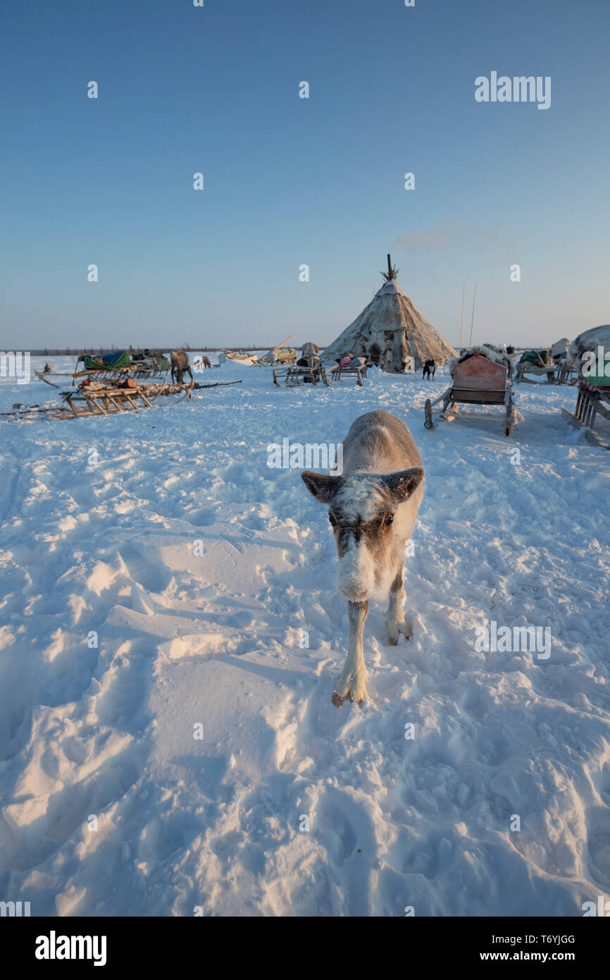 Russia, Yamal-Nenets Autonomous Region, Yamal peninsula, Nenets ...