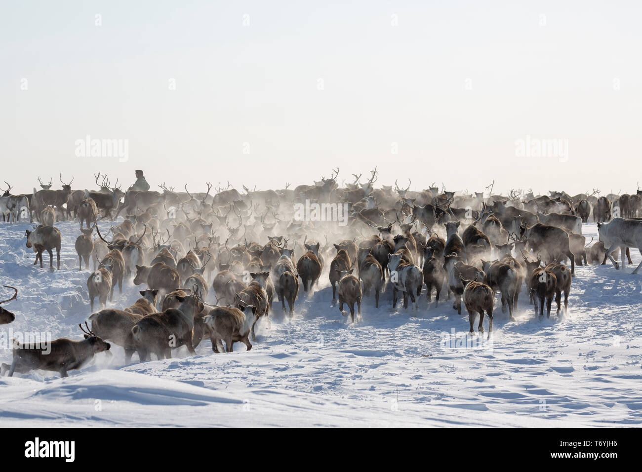 Russia, Yamal-Nenets Autonomous Region, Yamal peninsula, Nenets ...