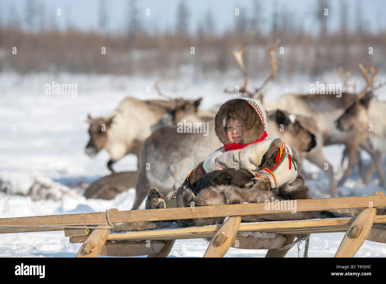 Russia, Yamal-Nenets Autonomous Region, Yamal peninsula. Nomadic Nenets ...