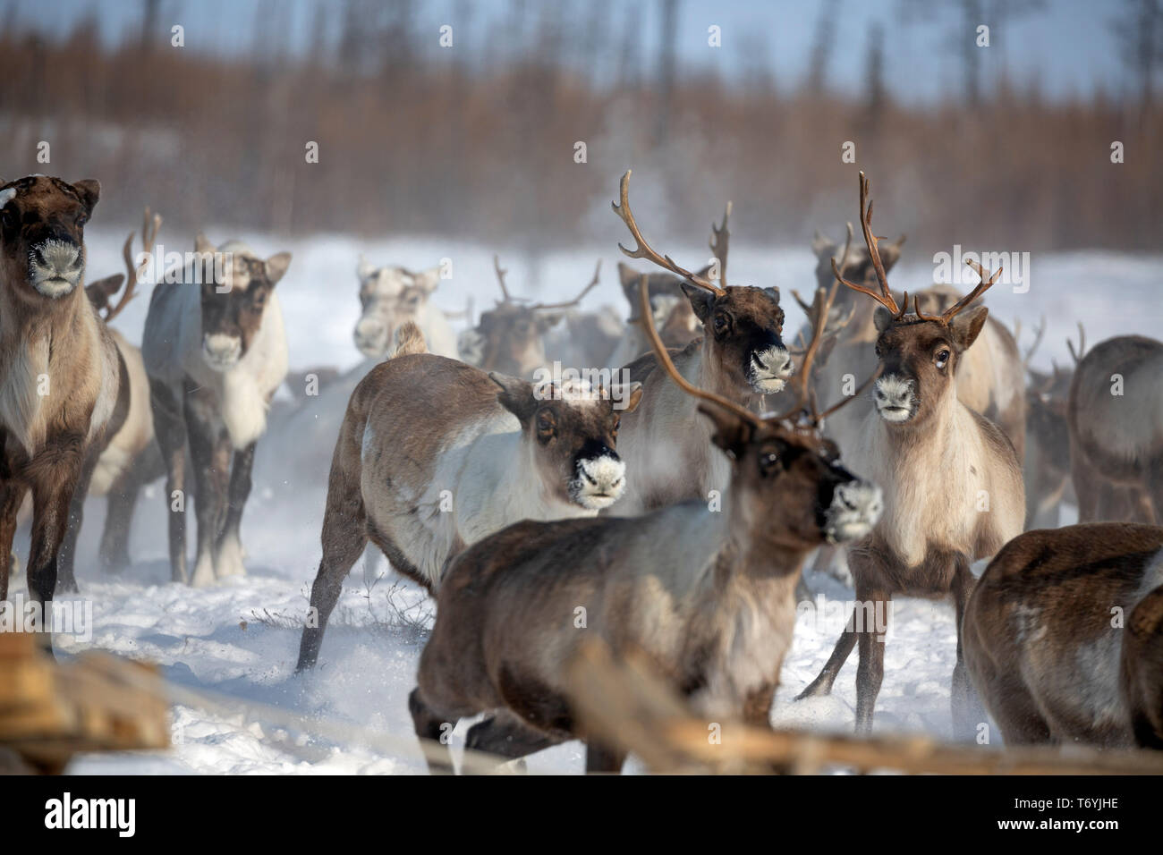 Yamal peninsula siberia hi-res stock photography and images - Alamy